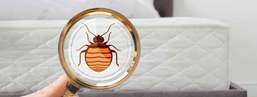 All You Need to Know About Bed Bugs and Mattress Encasements — Bargoose ...